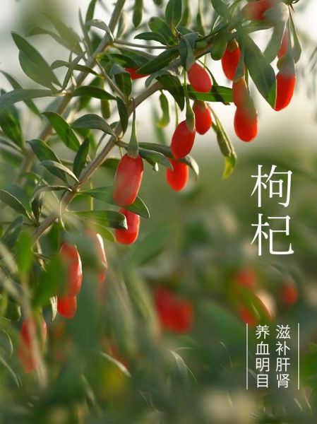 宁夏有哪些土特产_宁夏特产值得带回家的有哪些-第3张图片-山城妙识