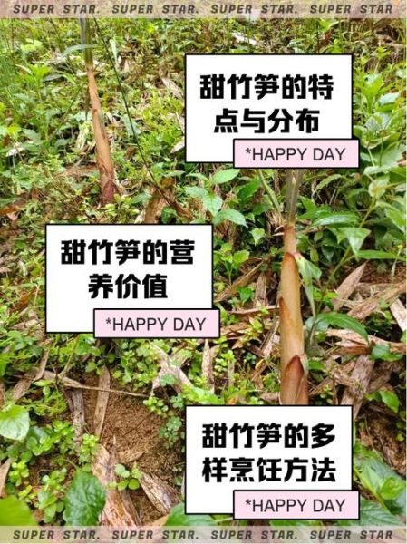 竹笋的营养价值及功效与禁忌_什么人不能吃竹笋-第2张图片-山城妙识