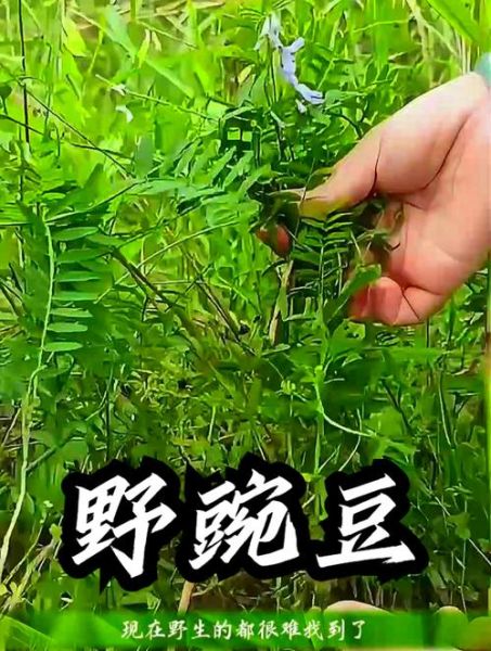 野豌豆长什么样_野豌豆有毒吗-第2张图片-山城妙识 野豌豆长什么样_野豌豆有毒吗-第2张图片-山城妙识