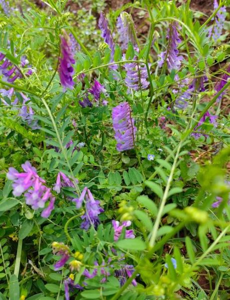 野豌豆长什么样_野豌豆有毒吗-第1张图片-山城妙识 野豌豆长什么样_野豌豆有毒吗-第1张图片-山城妙识