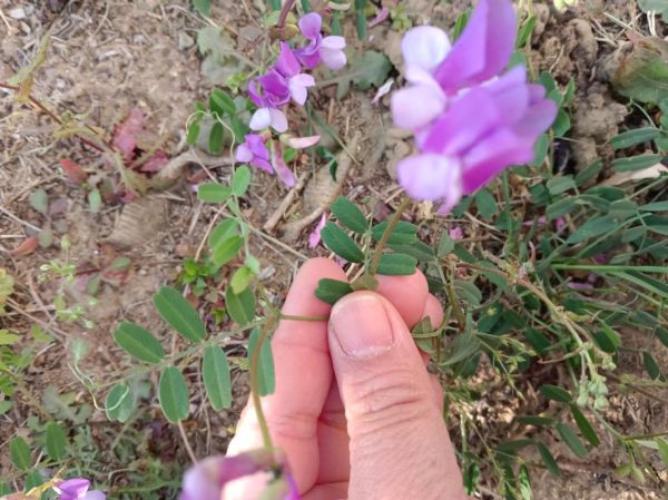 野豌豆长什么样_野豌豆有毒吗-第3张图片-山城妙识 野豌豆长什么样_野豌豆有毒吗-第3张图片-山城妙识