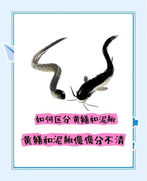 黄鳝和泥鳅哪个更营养_区别到底在哪-第1张图片-山城妙识