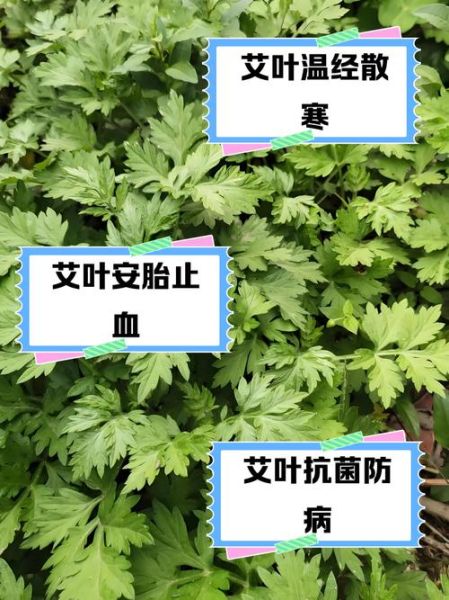 新鲜艾叶吃多少会中毒_艾叶中毒剂量是多少-第1张图片-山城妙识 新鲜艾叶吃多少会中毒_艾叶中毒剂量是多少-第1张图片-山城妙识