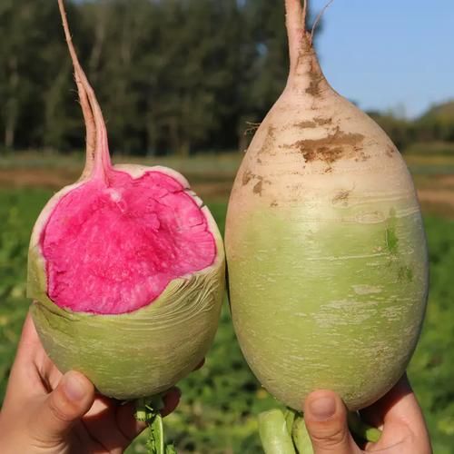 心里美萝卜热量高吗_减肥能吃吗-第2张图片-山城妙识