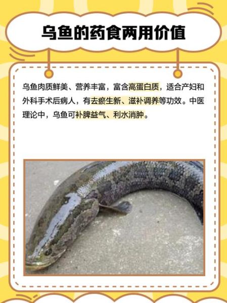 乌鸡鲅鱼啥意思_网络用语来源-第3张图片-山城妙识 乌鸡鲅鱼啥意思_网络用语来源-第3张图片-山城妙识