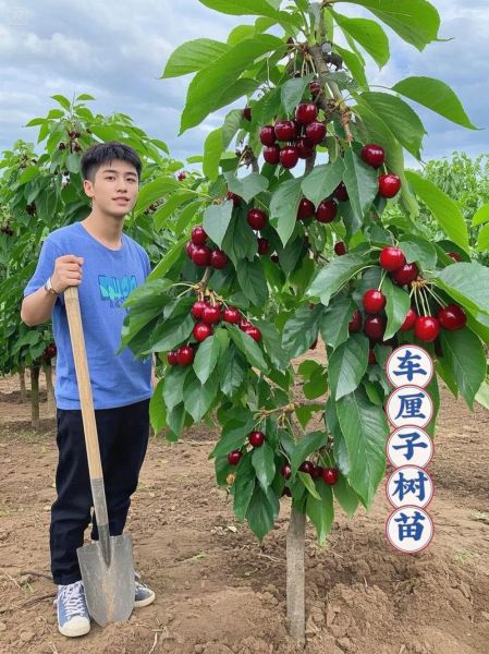 樱桃树苗怎么种植_樱桃树苗种植时间和方法-第1张图片-山城妙识 樱桃树苗怎么种植_樱桃树苗种植时间和方法-第1张图片-山城妙识