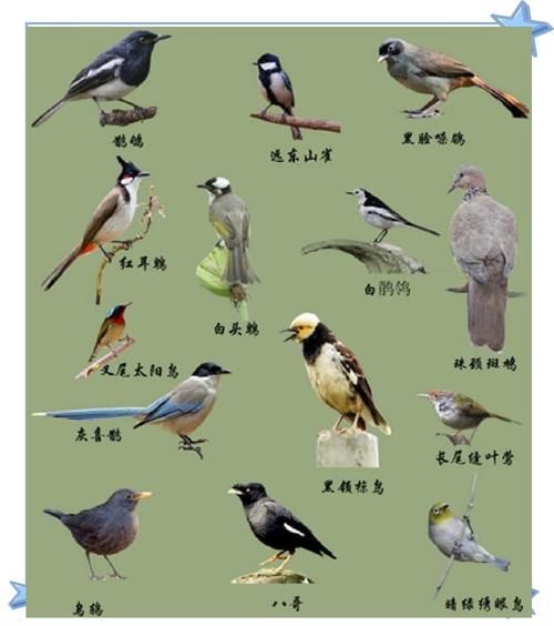 中国鸟类大全_常见鸟类识别方法-第1张图片-山城妙识 中国鸟类大全_常见鸟类识别方法-第1张图片-山城妙识