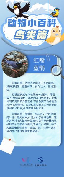 中国鸟类大全_常见鸟类识别方法-第2张图片-山城妙识 中国鸟类大全_常见鸟类识别方法-第2张图片-山城妙识