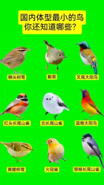 中国鸟类大全_常见鸟类识别方法-第3张图片-山城妙识 中国鸟类大全_常见鸟类识别方法-第3张图片-山城妙识