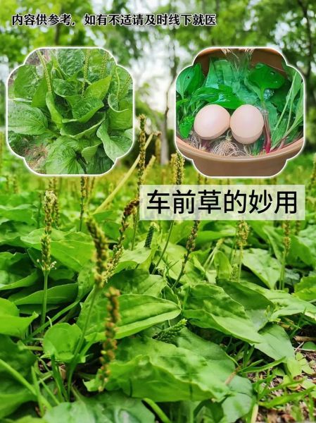 车前草能治痛风吗_车前草降尿酸的吃法-第2张图片-山城妙识 车前草能治痛风吗_车前草降尿酸的吃法-第2张图片-山城妙识