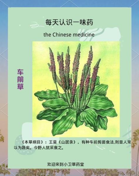 车前草能治痛风吗_车前草降尿酸的吃法-第1张图片-山城妙识 车前草能治痛风吗_车前草降尿酸的吃法-第1张图片-山城妙识