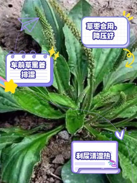 车前草能治痛风吗_车前草降尿酸的吃法-第3张图片-山城妙识 车前草能治痛风吗_车前草降尿酸的吃法-第3张图片-山城妙识