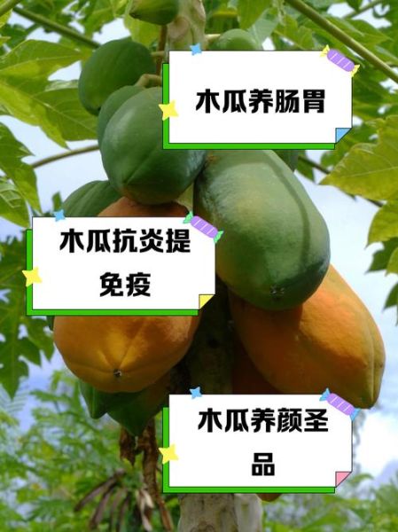 药木瓜的功效与作用是什么_药木瓜和木瓜区别-第2张图片-山城妙识