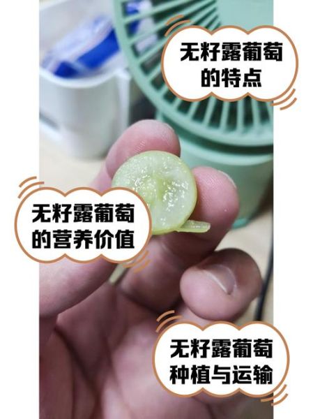 无籽葡萄是怎么种出来的_无籽葡萄有营养吗-第3张图片-山城妙识 无籽葡萄是怎么种出来的_无籽葡萄有营养吗-第3张图片-山城妙识