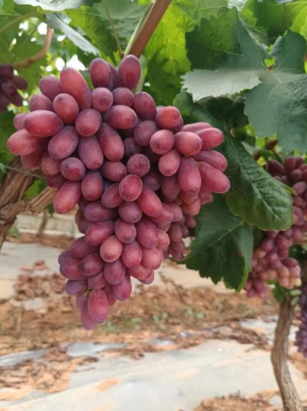 无籽葡萄是怎么种出来的_无籽葡萄有营养吗-第2张图片-山城妙识 无籽葡萄是怎么种出来的_无籽葡萄有营养吗-第2张图片-山城妙识