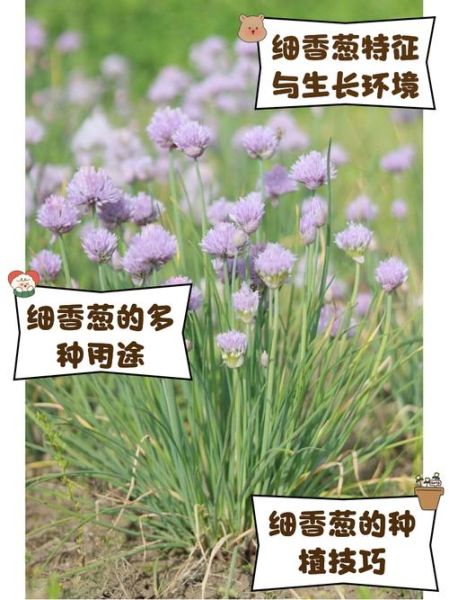 细香葱的营养价值_细香葱的功效与作用-第1张图片-山城妙识