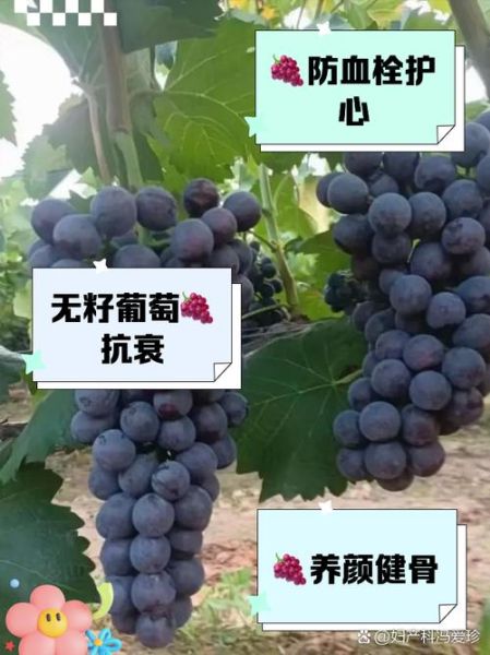 无籽葡萄是怎么种出来的_无籽葡萄有营养吗-第1张图片-山城妙识 无籽葡萄是怎么种出来的_无籽葡萄有营养吗-第1张图片-山城妙识
