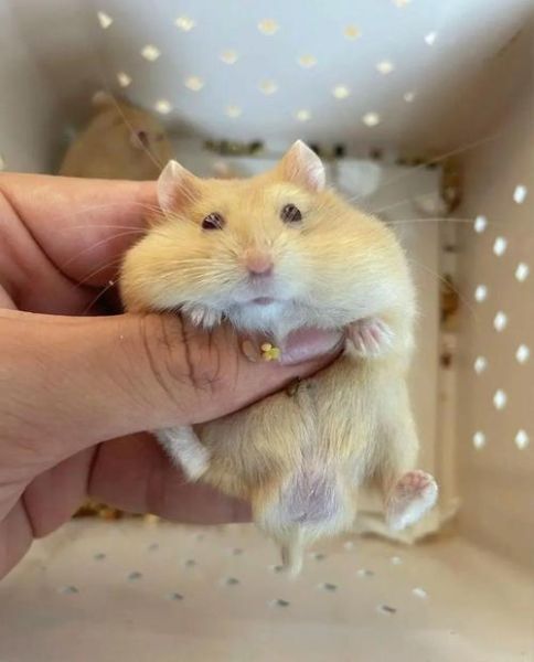 布丁仓鼠能长多大_布丁仓鼠成年体重-第1张图片-山城妙识