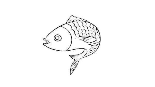 鲫鱼简笔画怎么画_鲫鱼图片简笔画教程-第3张图片-山城妙识