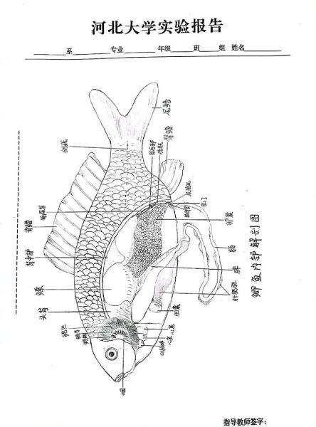 鲫鱼简笔画怎么画_鲫鱼图片简笔画教程-第2张图片-山城妙识
