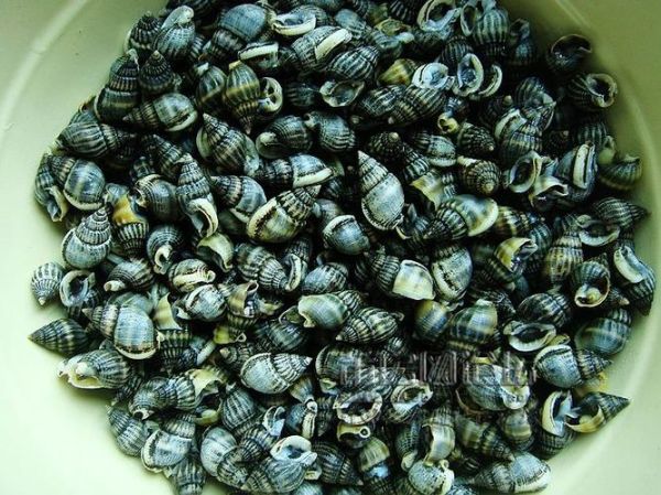 麦螺可以吃吗_麦螺中毒怎么办-第1张图片-山城妙识