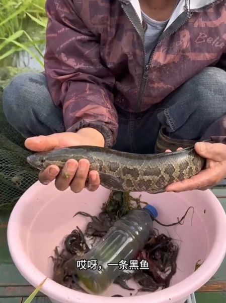 鲶鱼国宝被警察抓_真相是什么-第1张图片-山城妙识 鲶鱼国宝被警察抓_真相是什么-第1张图片-山城妙识