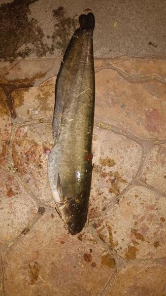 鲶鱼国宝被警察抓_真相是什么-第3张图片-山城妙识 鲶鱼国宝被警察抓_真相是什么-第3张图片-山城妙识