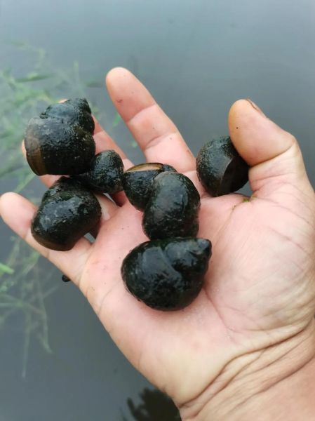 田螺种苗批发价格_田螺种苗哪里买-第1张图片-山城妙识