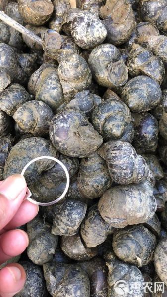 田螺种苗批发价格_田螺种苗哪里买-第3张图片-山城妙识