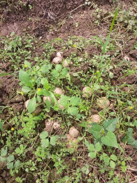 竹荪种植视频_竹荪怎么种植-第1张图片-山城妙识