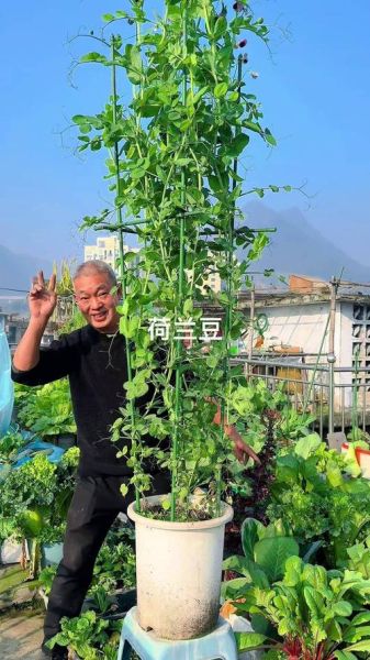 荷兰豆什么时候播种_荷兰豆怎么种植才能高产-第3张图片-山城妙识 荷兰豆什么时候播种_荷兰豆怎么种植才能高产-第3张图片-山城妙识