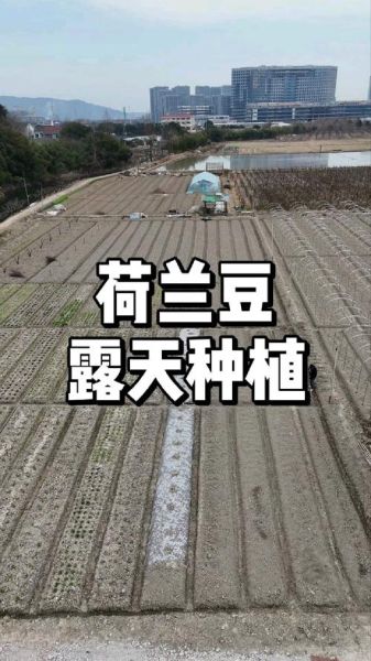 荷兰豆什么时候播种_荷兰豆怎么种植才能高产-第1张图片-山城妙识 荷兰豆什么时候播种_荷兰豆怎么种植才能高产-第1张图片-山城妙识