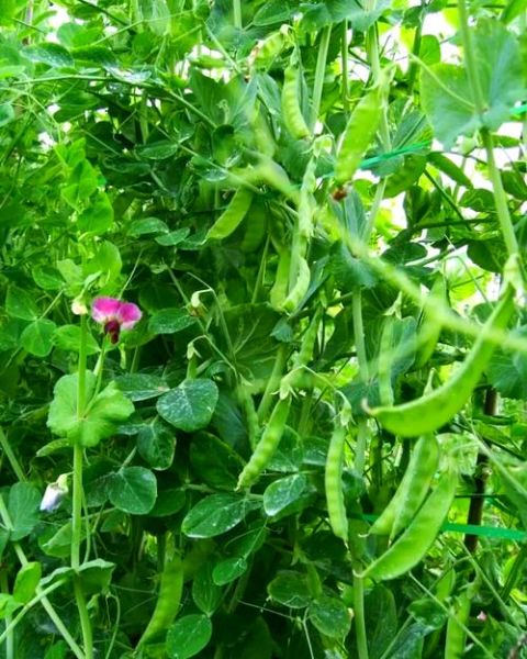 荷兰豆什么时候播种_荷兰豆怎么种植才能高产-第2张图片-山城妙识 荷兰豆什么时候播种_荷兰豆怎么种植才能高产-第2张图片-山城妙识
