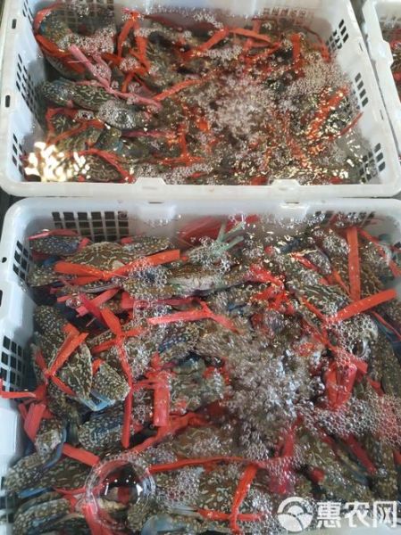 锯缘青蟹多少钱一斤_锯缘青蟹怎么挑选-第3张图片-山城妙识 锯缘青蟹多少钱一斤_锯缘青蟹怎么挑选-第3张图片-山城妙识