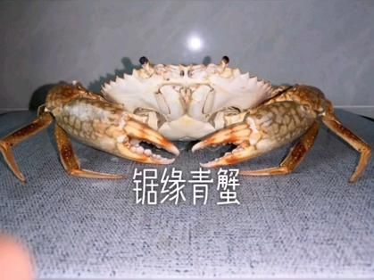 锯缘青蟹多少钱一斤_锯缘青蟹怎么挑选-第2张图片-山城妙识 锯缘青蟹多少钱一斤_锯缘青蟹怎么挑选-第2张图片-山城妙识