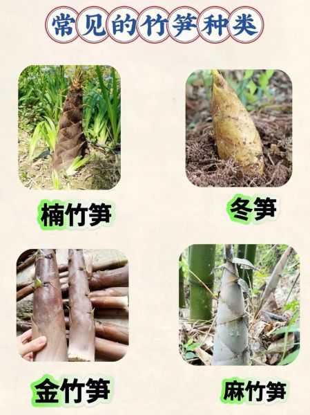 竹笋图片种类_如何区分常见竹笋品种-第1张图片-山城妙识