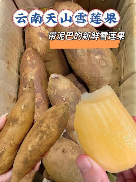 天山雪莲果怎么吃_天山雪莲果的正确吃法-第2张图片-山城妙识 天山雪莲果怎么吃_天山雪莲果的正确吃法-第2张图片-山城妙识