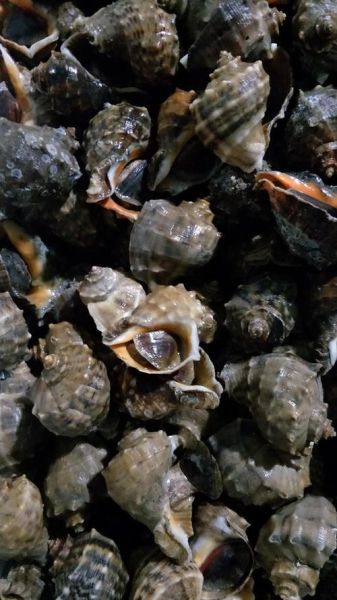 香螺养殖技术_香螺养殖注意事项-第3张图片-山城妙识