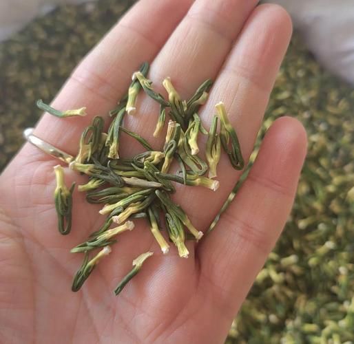 莲子芯图片_莲子芯长什么样-第1张图片-山城妙识