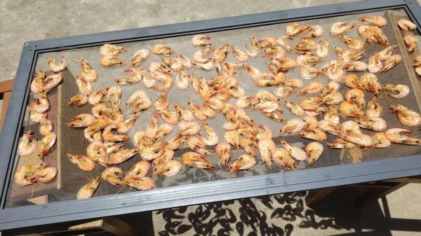 自制风干虾干的做法_虾干怎么保存不变色-第1张图片-山城妙识