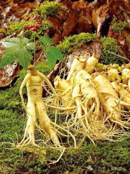 杀癌之王中药是什么_杀癌之王中药有哪些-第2张图片-山城妙识 杀癌之王中药是什么_杀癌之王中药有哪些-第2张图片-山城妙识