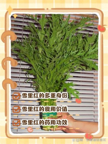 新鲜的雪里红有毒吗_如何安全食用-第3张图片-山城妙识
