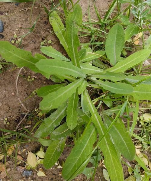 苦菜长什么样子_苦菜怎么辨认-第1张图片-山城妙识