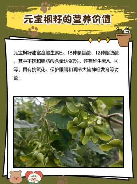 元宝枫种子怎么种植_元宝枫药用价值有哪些-第1张图片-山城妙识