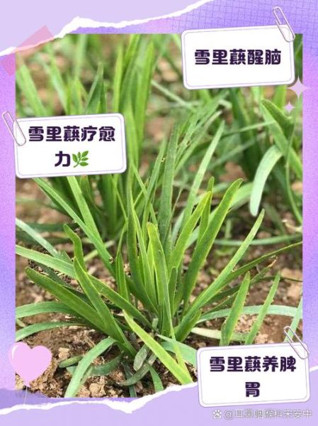 雪里蕻的营养价值及功效_雪里蕻怎么吃最健康-第2张图片-山城妙识 雪里蕻的营养价值及功效_雪里蕻怎么吃最健康-第2张图片-山城妙识