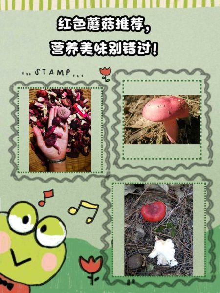红蘑菇有什么功效与作用_红蘑菇怎么吃最营养-第2张图片-山城妙识