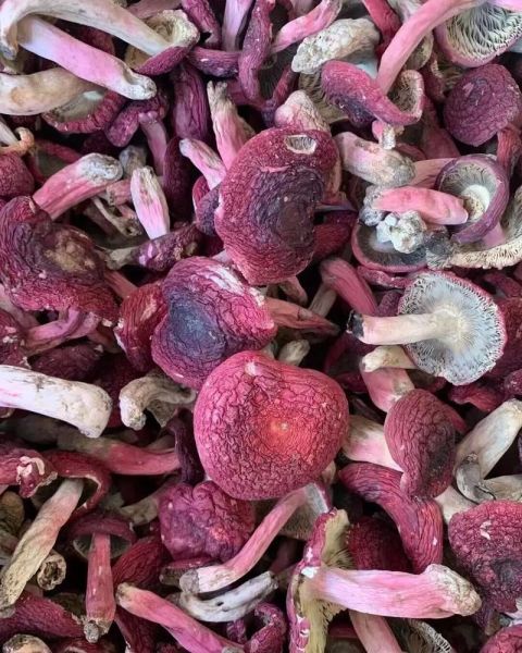 红蘑菇有什么功效与作用_红蘑菇怎么吃最营养-第1张图片-山城妙识