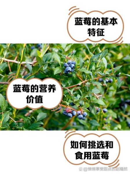 蓝莓可以吃皮吗_蓝莓皮的营养价值-第1张图片-山城妙识 蓝莓可以吃皮吗_蓝莓皮的营养价值-第1张图片-山城妙识
