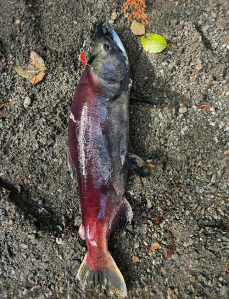 大马哈鱼长什么样子_大马哈鱼外形特征-第1张图片-山城妙识