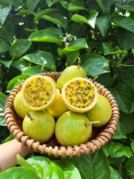 贵州特产水果有哪些_贵州水果哪里买最正宗-第3张图片-山城妙识 贵州特产水果有哪些_贵州水果哪里买最正宗-第3张图片-山城妙识